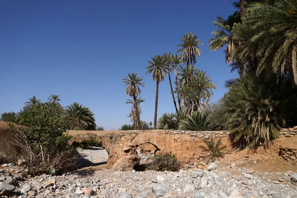 Tiout Oasis and Taroudant Day Tour | Trynego