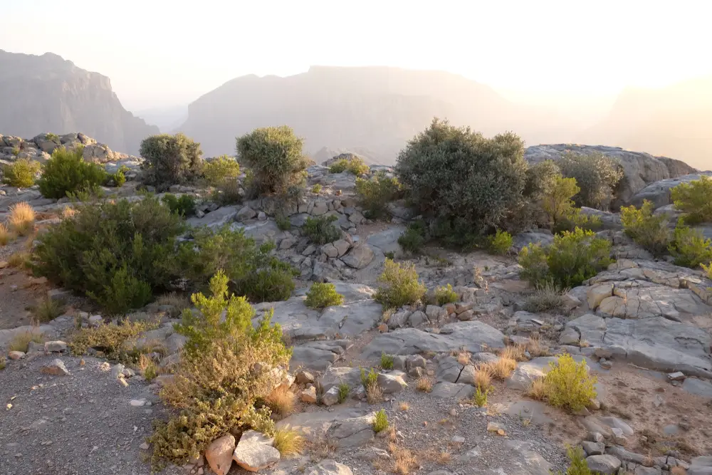 Jebel Shams Summit | Trynego